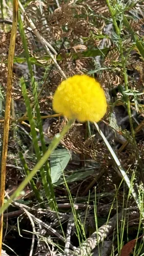 Best Hikes and Trails in Mount Cole State Forest | AllTrails