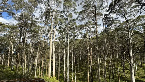 Best Hikes and Trails in Mount Cole State Forest | AllTrails