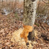 Stepstone Falls via Ben Utter Trail, Rhode Island - 1,566 Reviews, Map ...