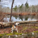 Stepstone Falls via Ben Utter Trail, Rhode Island - 1,566 Reviews, Map ...