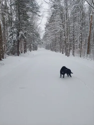 Best Hikes and Trails in East Otto State Forest | AllTrails