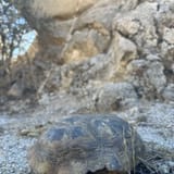 Ruby Lee Mill Site and Porcupine Wash Loop, California - 87 Reviews ...