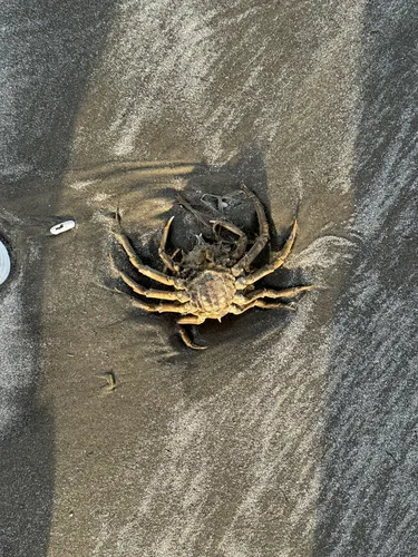 Best Hikes and Trails in Sea Rim State Park | AllTrails