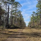 Sam Houston Jones State Park Loop, Louisiana - 51 Reviews, Map | AllTrails