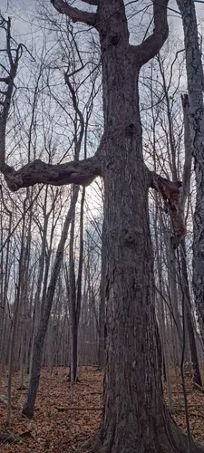 Best Hikes and Trails in Dan Patterson Conservation Area | AllTrails