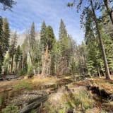 Sentinel Meadow Cook's Meadow Loop Trail, California - 2,858 Reviews ...