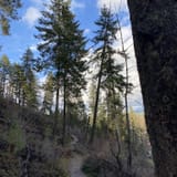 Tubbs Hill, Idaho - 3,854 Reviews, Map | AllTrails