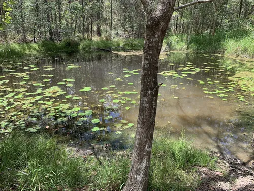 Best 10 Hiking Trails in Eumundi Conservation Park | AllTrails