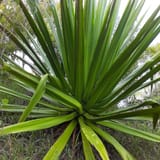 Mahana Ridge Trail, Maui, Hawaii - 1,274 Reviews, Map | AllTrails