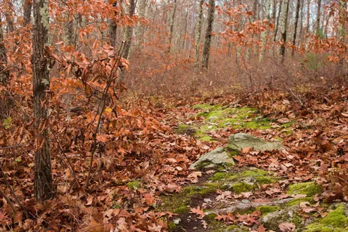 Best Hikes and Trails in Batten Kill State Forest | AllTrails