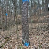 Two Lakes Loop Trail, Indiana - 554 Reviews, Map | AllTrails