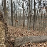 Two Lakes Loop Trail, Indiana - 554 Reviews, Map | AllTrails