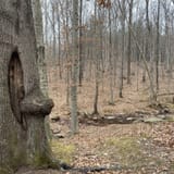 Two Lakes Loop Trail, Indiana - 554 Reviews, Map | AllTrails