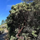 Verna Dunshee Trail and Plank Trail at Mount Tam East Peak, California ...