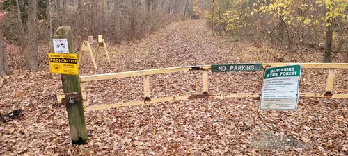 Best Hikes and Trails in Blackbird State Forest | AllTrails