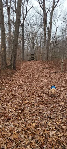 Best Hikes and Trails in Blackbird State Forest | AllTrails