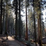 Congress Trail, California - 2,699 Reviews, Map | AllTrails