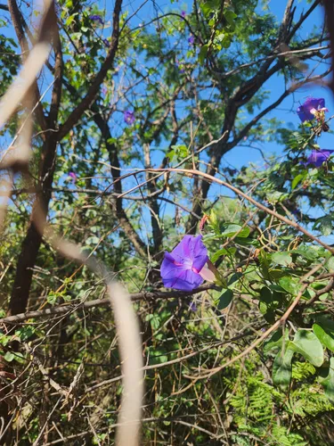 Best Hikes and Trails in Wonderboom Nature Reserve | AllTrails