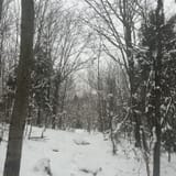 Bald Pate Mountain Trails, Maine - 801 Reviews, Map | AllTrails