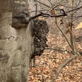 Bonner Park Loop, Pennsylvania - 305 Reviews, Map | AllTrails