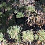 Alpine Pedal Path Trail, California - 893 Reviews, Map | AllTrails