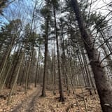 Loree Forest Loop, Ontario, Canada - 1,290 Reviews, Map | AllTrails