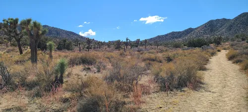 10 Best Trails and Hikes in Yucca Valley | AllTrails