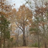 Conger Park Loop, Mississippi - 15 Reviews, Map | AllTrails