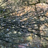 Old Flume Trail (Red Shack Trail), California - 772 Reviews, Map ...