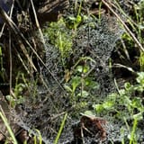 Old Flume Trail (Red Shack Trail), California - 772 Reviews, Map ...