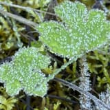 Old Flume Trail (Red Shack Trail), California - 772 Reviews, Map ...