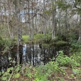 CREW Bird Rookery Swamp, Florida - 490 Reviews, Map | AllTrails