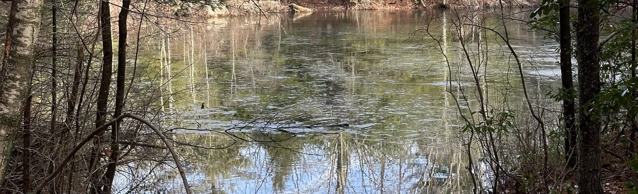 Midstate Trail through Douglas State Forest, Massachusetts - 128 ...