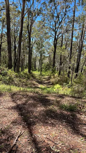 Best Easy Trails in Lake Innes Nature Reserve | AllTrails