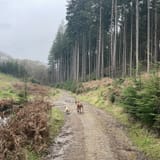 The Hurtwood and Winterfold Hill, Surrey, England - 62 Reviews, Map ...