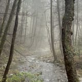 Fiery Gizzard Loop, Tennessee - 1,102 Reviews, Map | AllTrails
