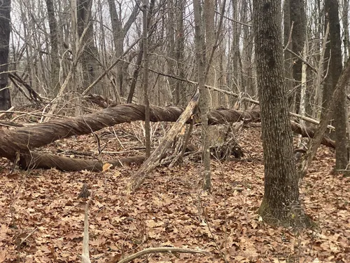 Best Hikes and Trails in Tyler Mill Preserve | AllTrails