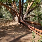 Dave Moore Nature Trail, California - 391 Reviews, Map | AllTrails