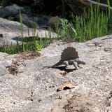 Dave Moore Nature Trail, California - 391 Reviews, Map | AllTrails