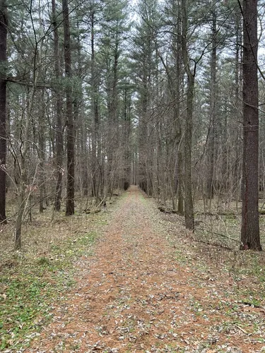 Best Hikes and Trails in Lowden-Miller State Forest | AllTrails