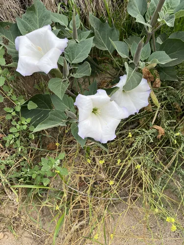 Best Hikes and Trails in Agoura Park | AllTrails