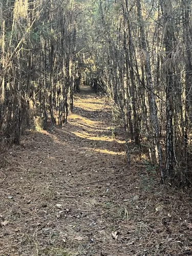 Best Hikes and Trails in Pineland | AllTrails