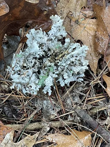 Best Forest Trails in Epsom | AllTrails