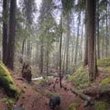 Skookum Flats Trail, Washington - 951 Reviews, Map | AllTrails