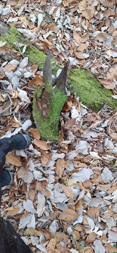 Best Hikes and Trails in Randolph State Park | AllTrails