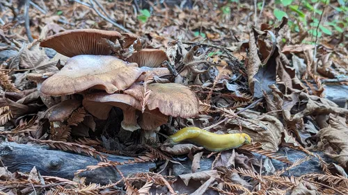 Best Walking Trails in Pogonip Open Space Preserve | AllTrails