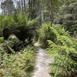 Junee Cave Track, Tasmania, Australia - 82 Reviews, Map | AllTrails