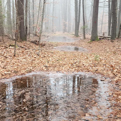 Best Hikes and Trails in Phillips Exeter Academy Woods Trail Network ...