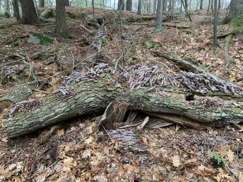 Best Hikes and Trails in Murphy's Point Provincial Park | AllTrails