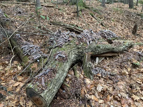 Best Hikes and Trails in Murphy's Point Provincial Park | AllTrails